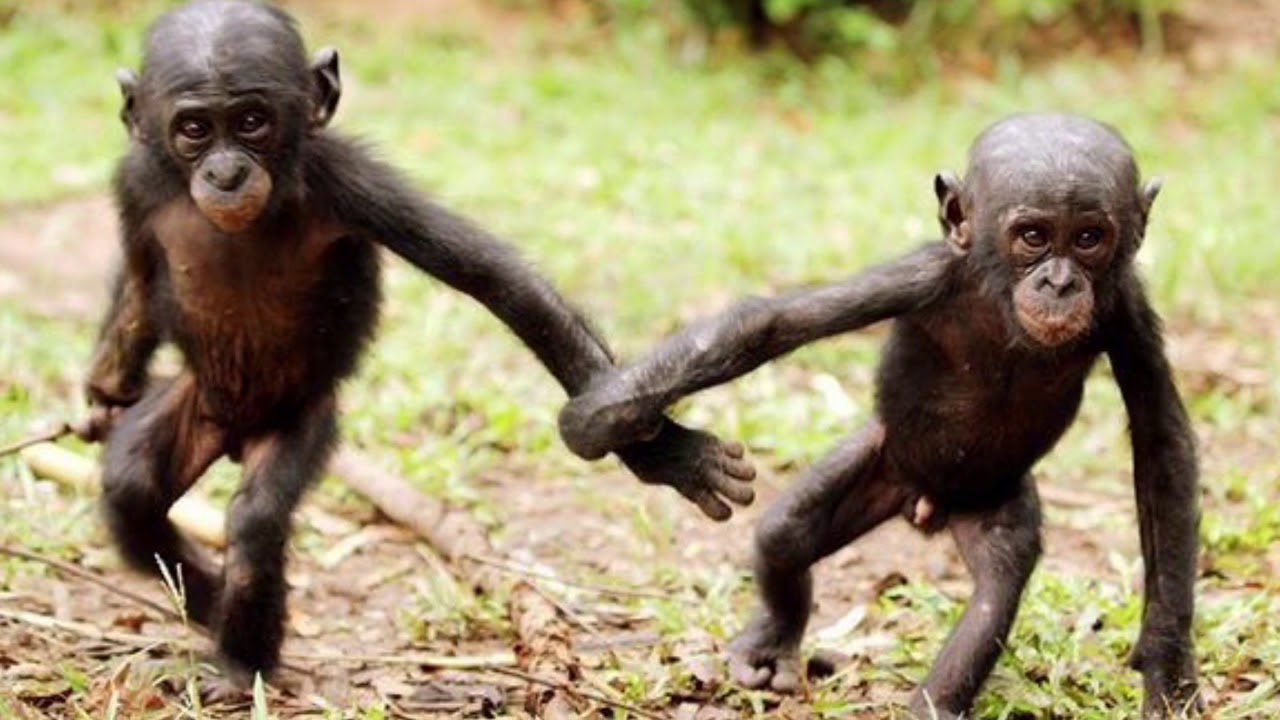 AK792 “Monkeys & Their Cousins 2” - YouTube