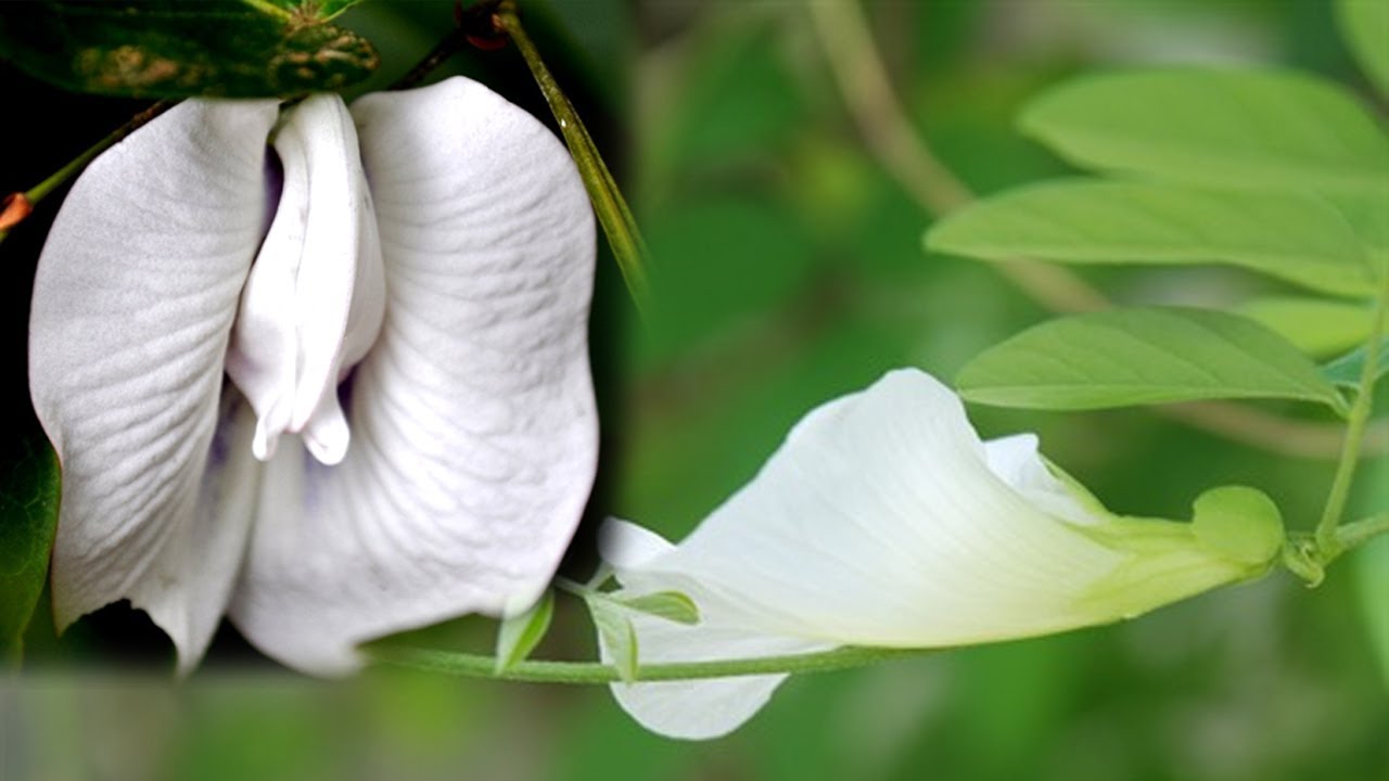 White Clitoris Flower | Asian White Pigeonwings | Clitoria Ternatea ...