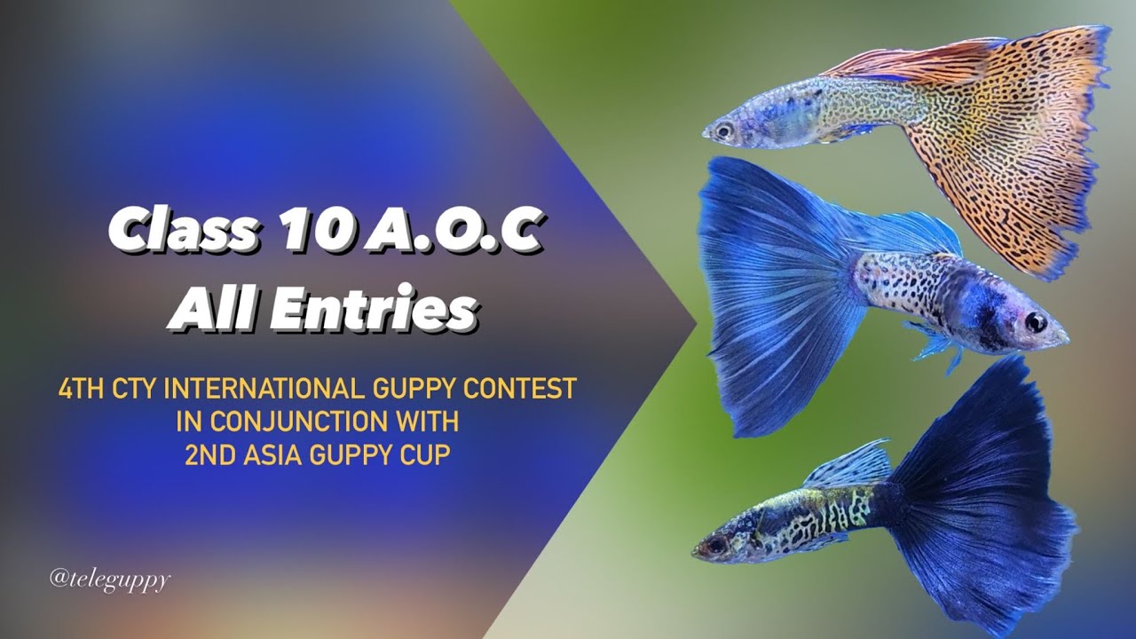All 16 A.O.C Guppy Competition Entries | 4th CTY Guppy Contest & 2nd ...