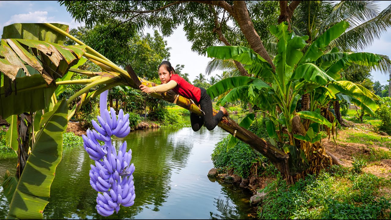 Harvesting 1000 Purple Mutant Bananas For Countryside Market Sale ...
