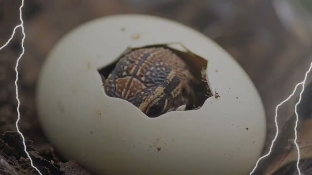 Asmr baby komodo - YouTube