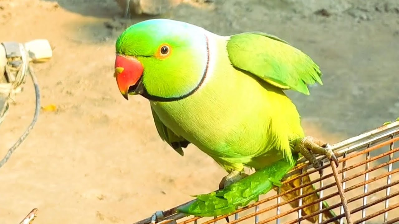parrot Mattr Kha raha hi Mattr Khana Ma Orr giya Parrot Vice video ...