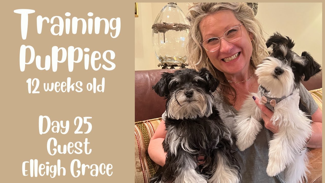 SVCC Schnauzers: Watch Elleigh Grace's Obedience! Toffee & Birdee too ...