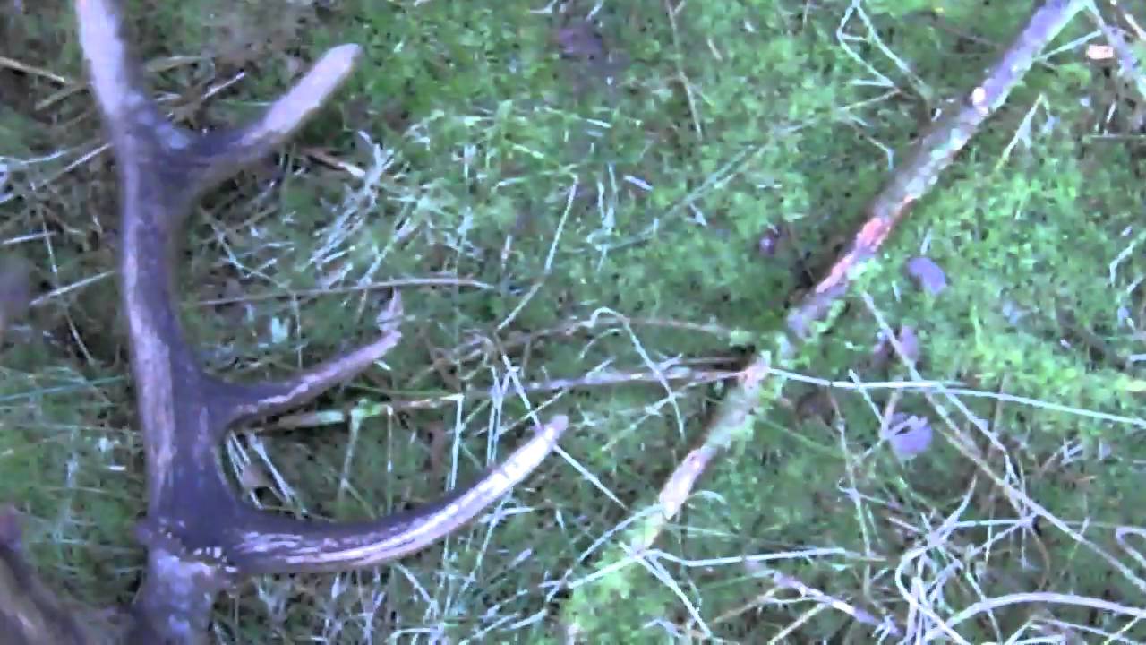 Edelhert gewei gevonden 19-03-2011.AVI - YouTube