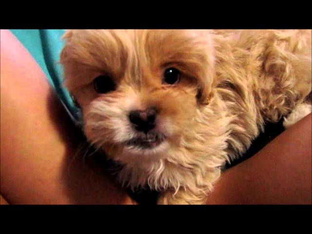 Teacup Peekapoo Puppies