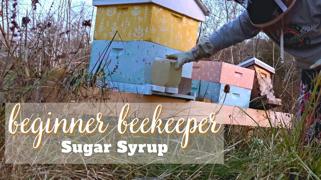 What we're doing to keep our bees alive this Winter | Sugar Syrup for ...