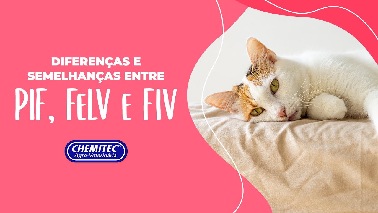 Diferenças e semelhanças entre PIF, FeLV e FIV | Papo Animal - YouTube