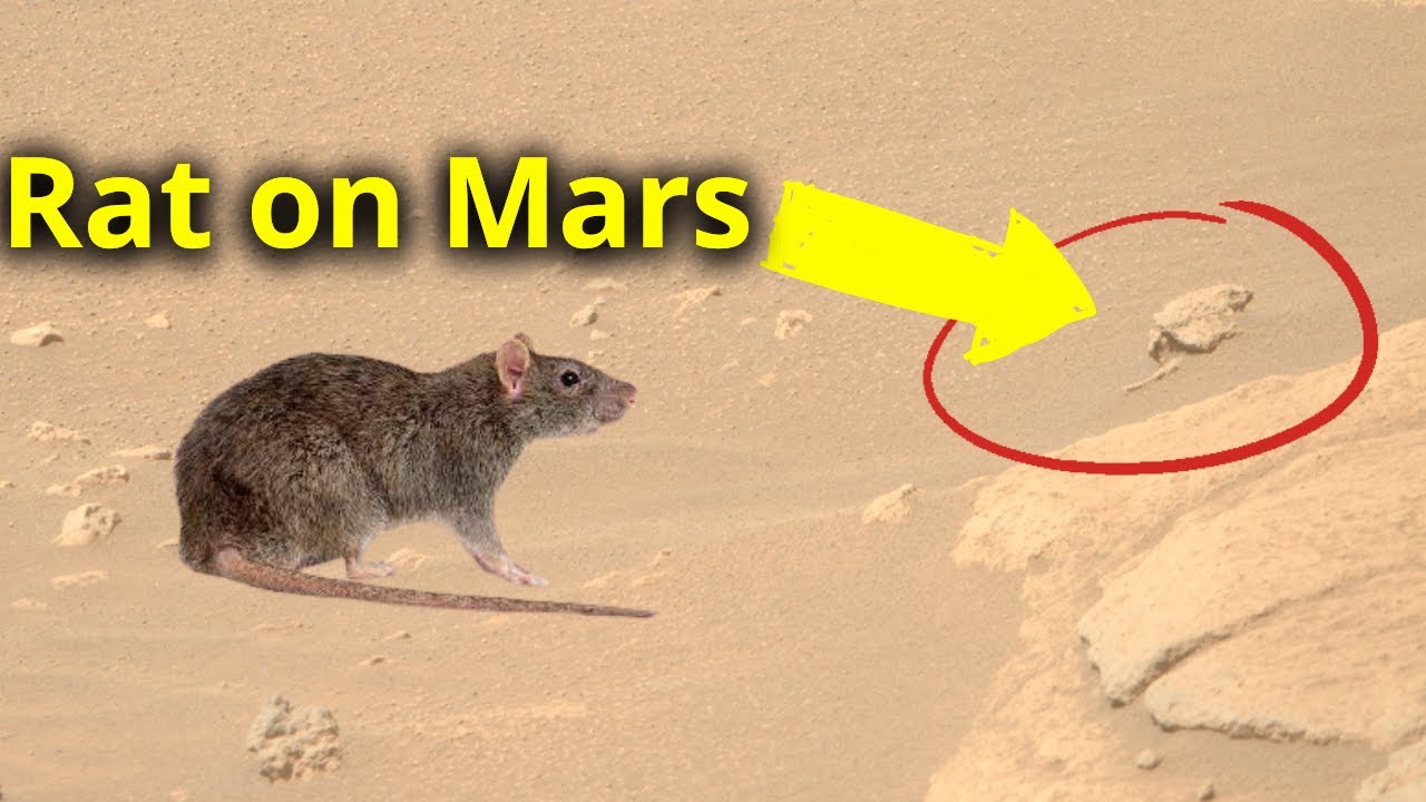 Mars Rover 4K-PP21 Find a Rat on surface Sol 926 a New Light Mars - YouTube