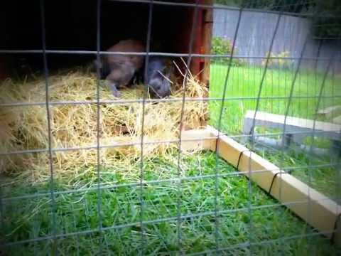 Mini Lop and Netherland Dwarf explore new cage - YouTube