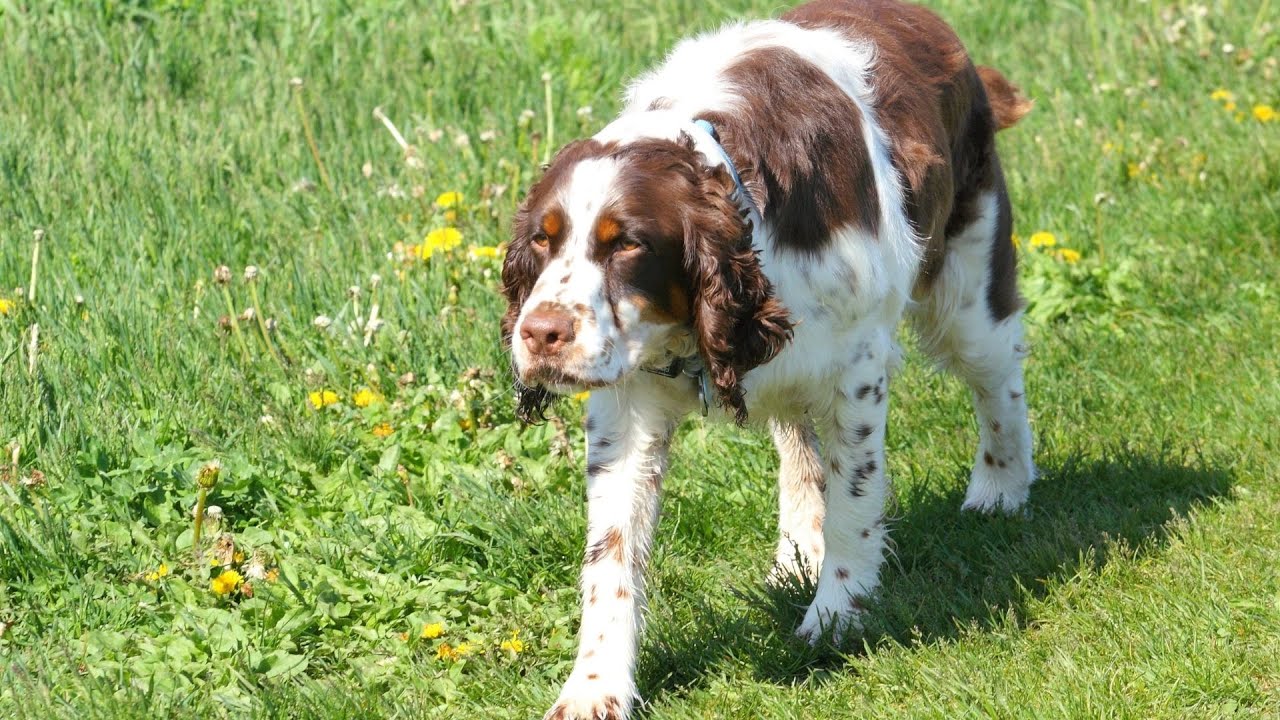 How to Train a Brittany Dog for Hunting Techniques That Work - YouTube