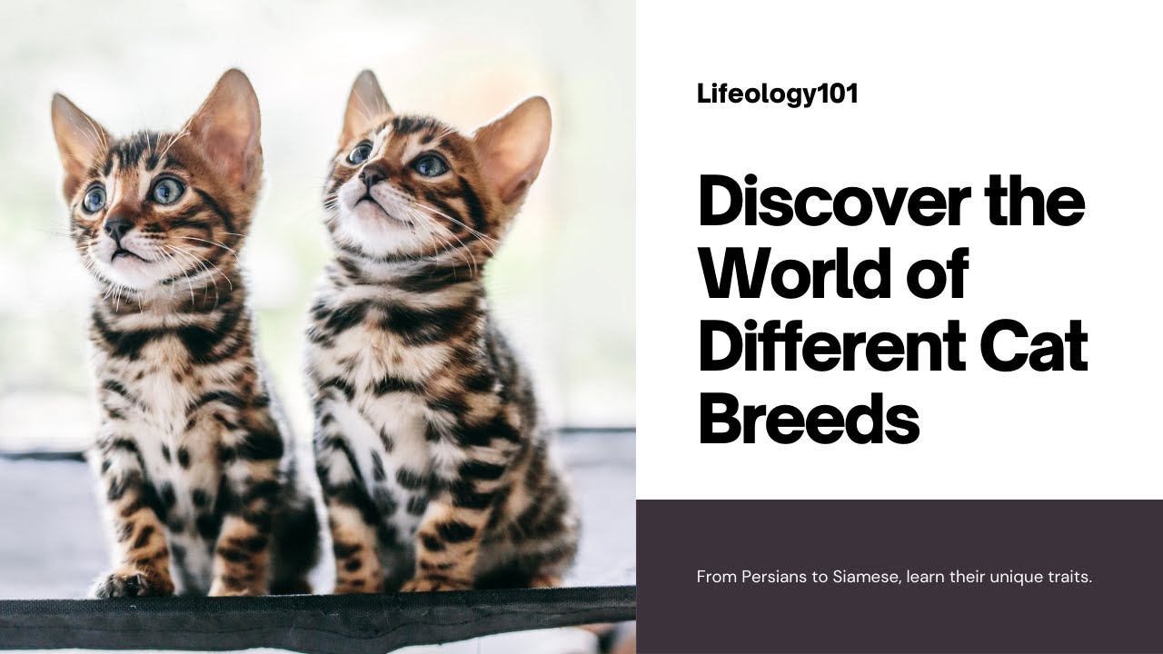 Discover the World of Interesting Cat Breeds 🐾😺 - YouTube