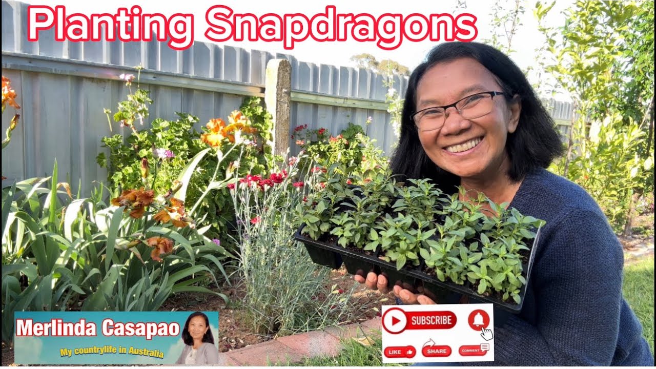 Planting Snapdragons #gardening #viral #garden #flowers #plants #hobby ...