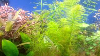 Parrot's Feather (Myriophyllum aquaticum)