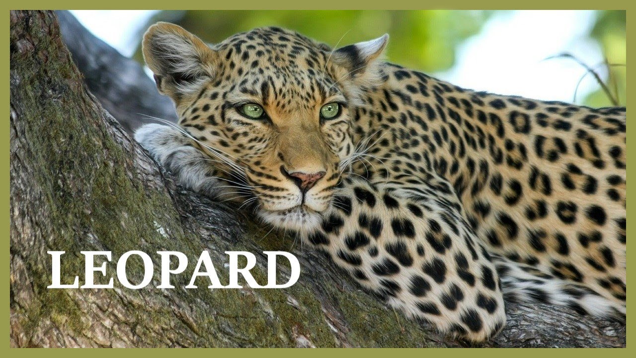 Leopard sounds at night deep in the jungle! Loud leopard sound. - YouTube