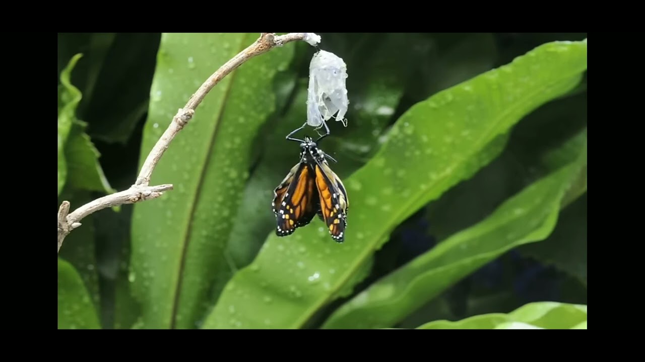 @Specify video /TL video of Butterfly 🦋 - YouTube