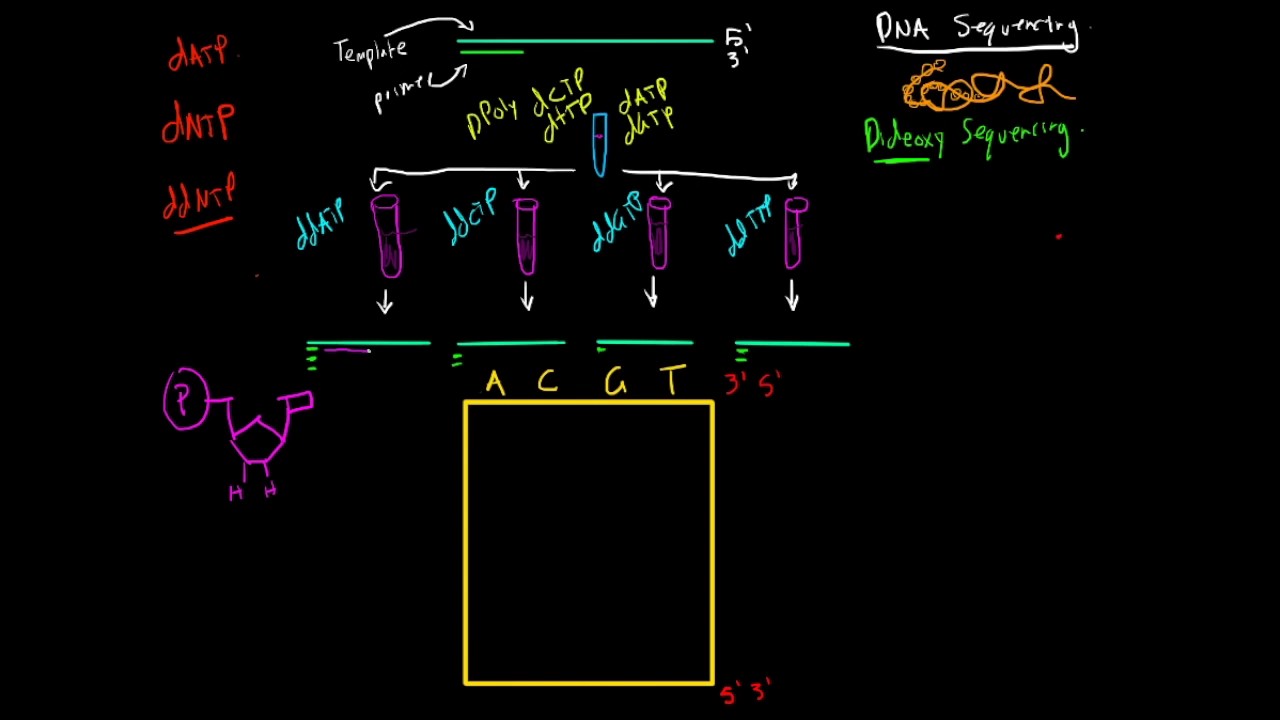 DNA Sequencing Made Easy - YouTube