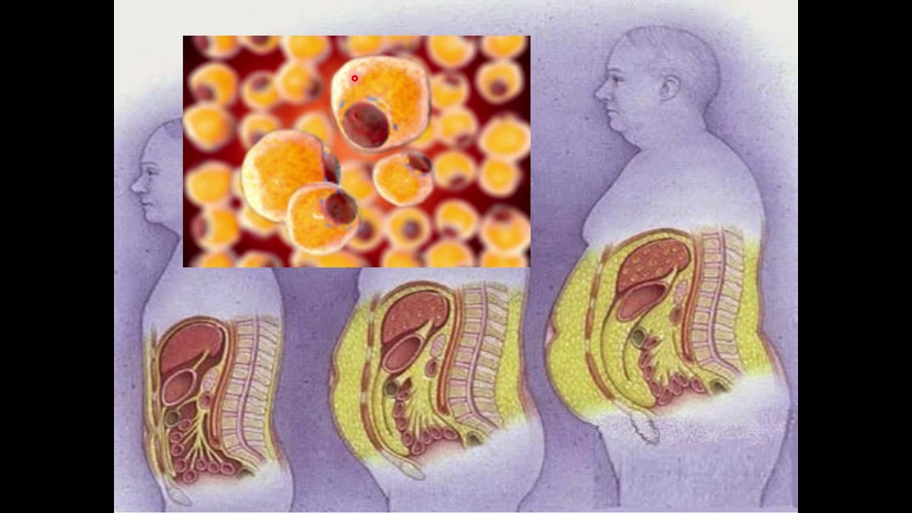 Aula lipólise e proteólise completa - YouTube