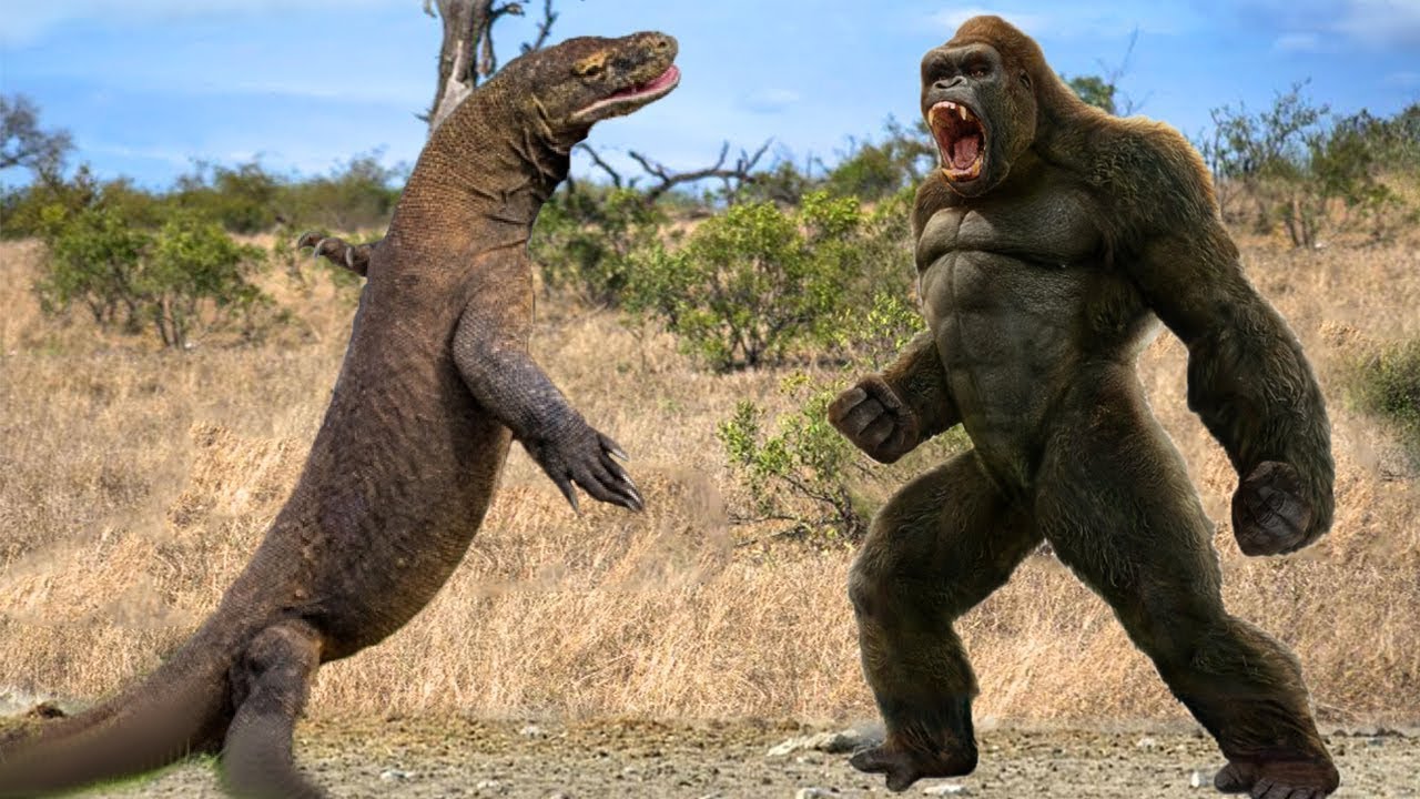 Gorilla Mistakes When Challenged Komodo - Battle Between Komodo Dragon ...
