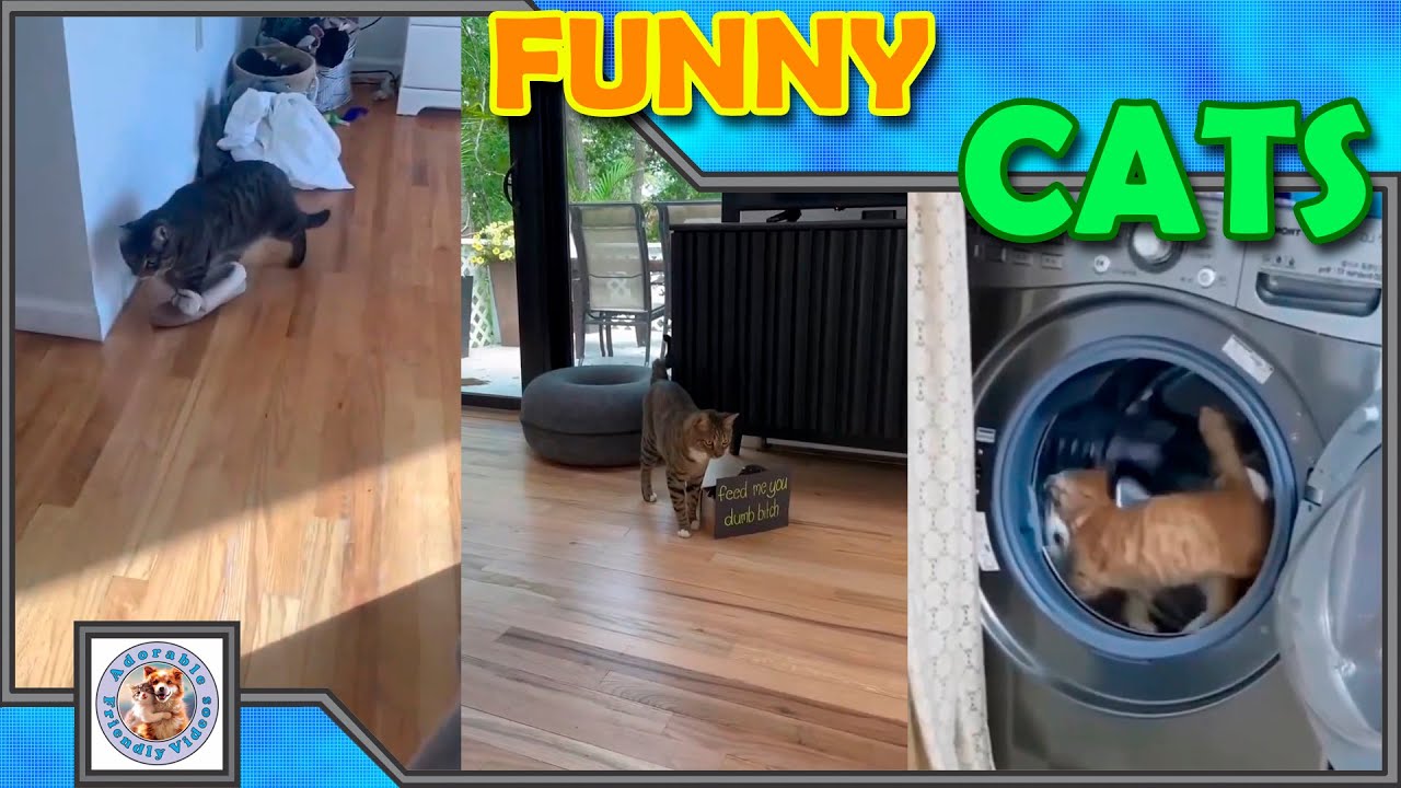 Laugh with this funny cat compilation! #031 Comment your favorite ...