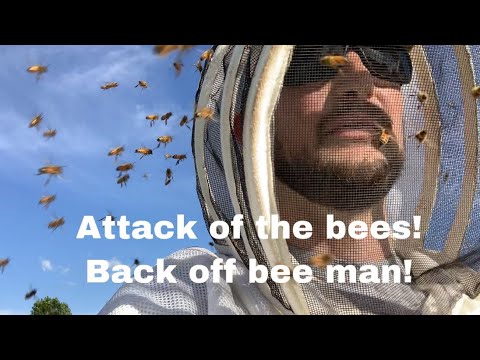 Attack of the bees! Back off bee man! - YouTube