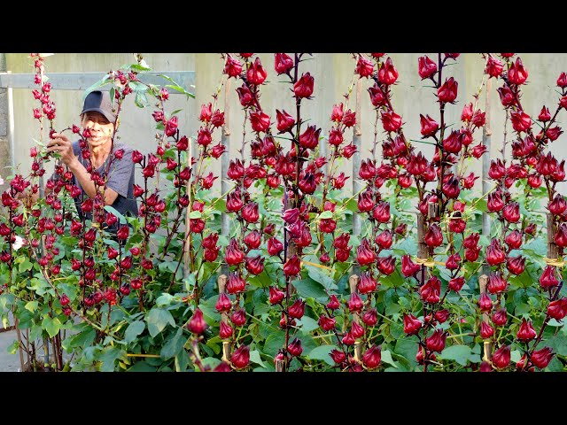 Red Atiso Flower | Best Flower Site