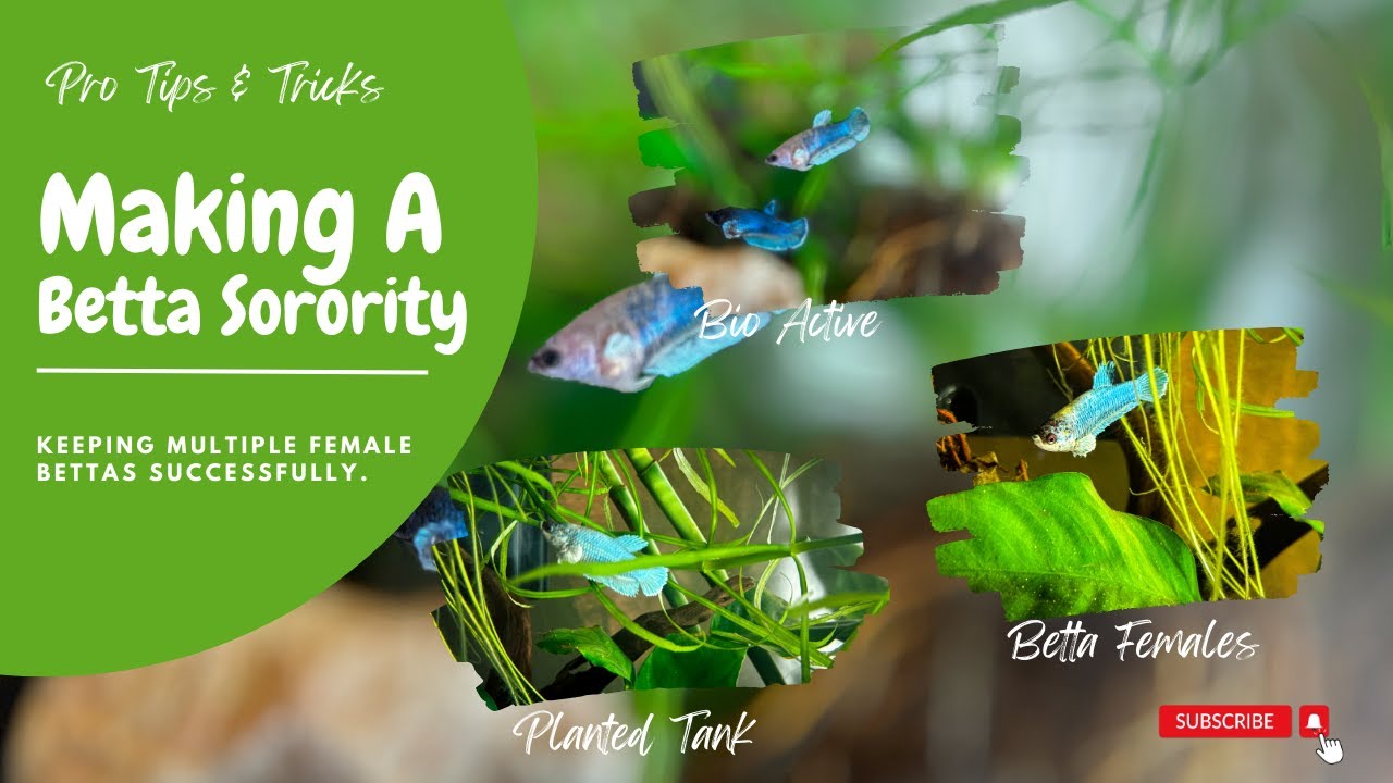 Mastering the Art of a Planted Betta Sorority Tank: Tips for Happy ...