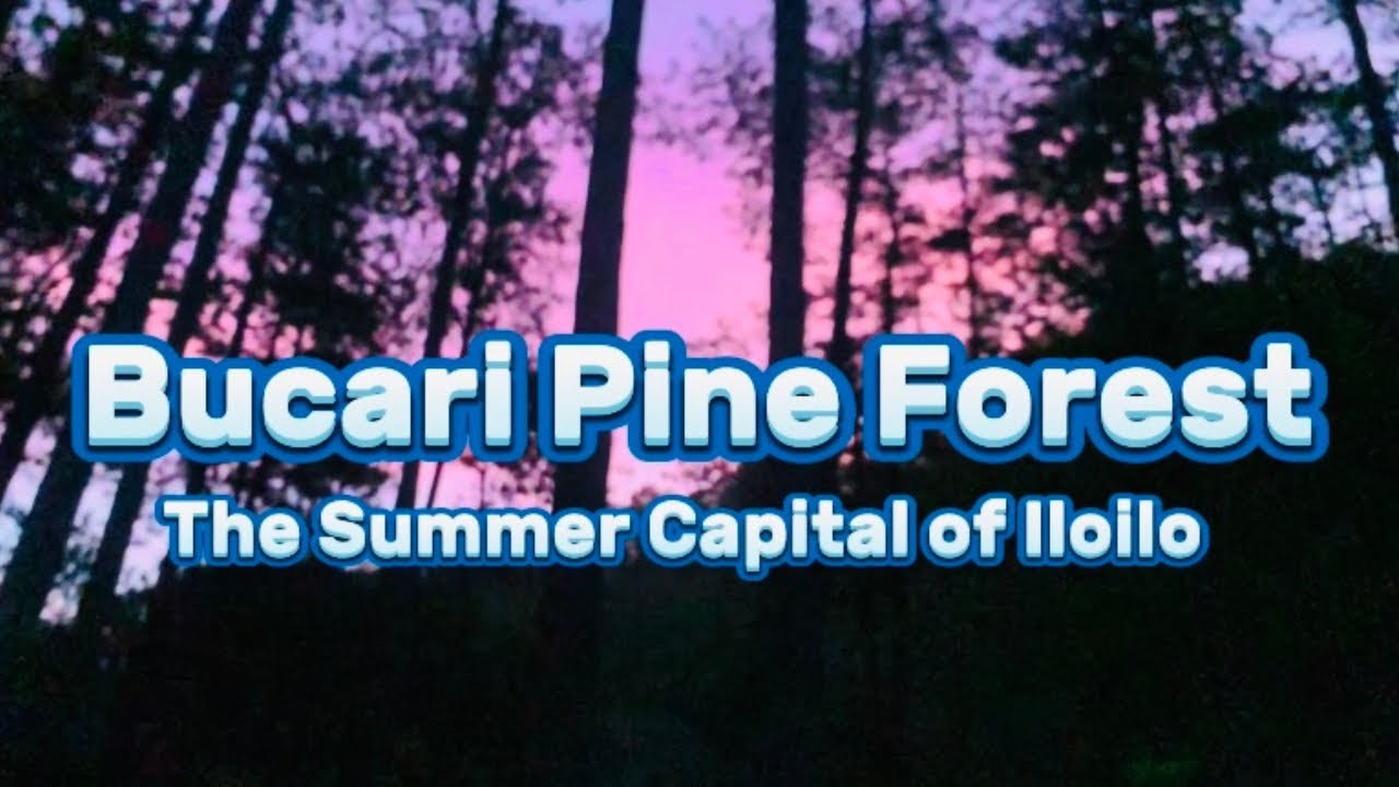 Bucari Pine Forest - The Summer Capital of Iloilo l Bucari, Leon ...