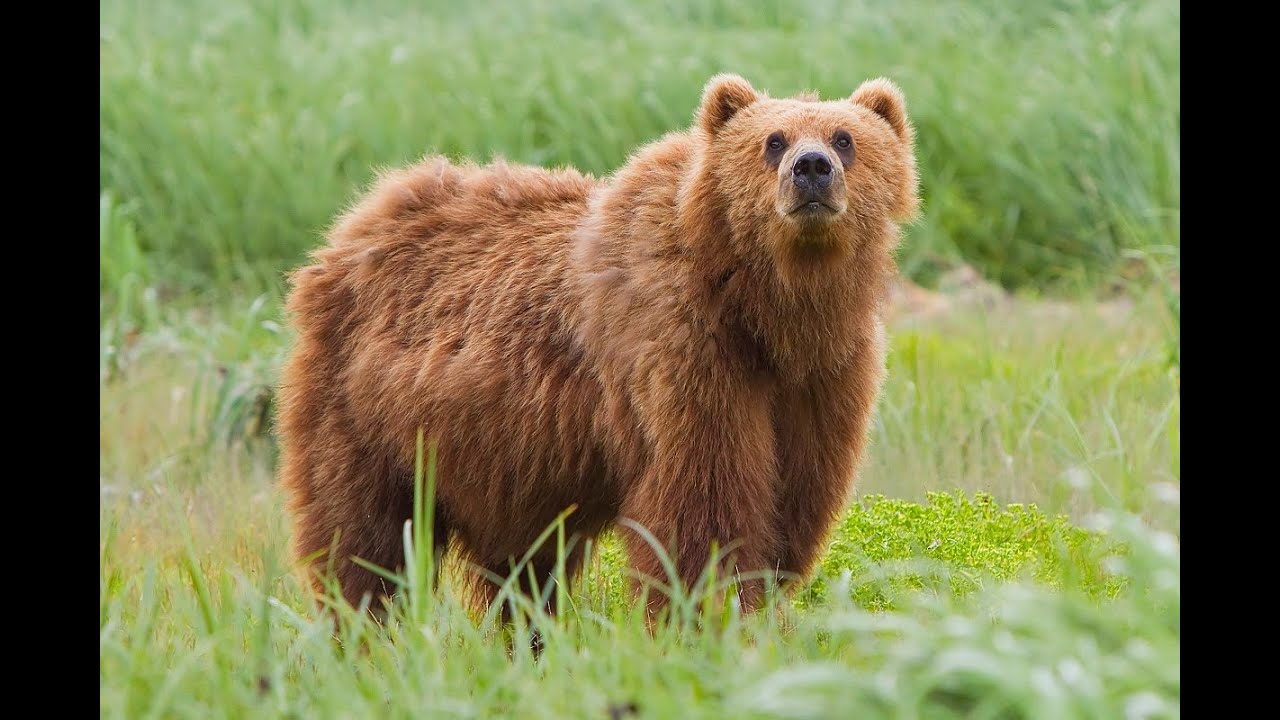 Sans Undertale was a Sigma Male - YouTube