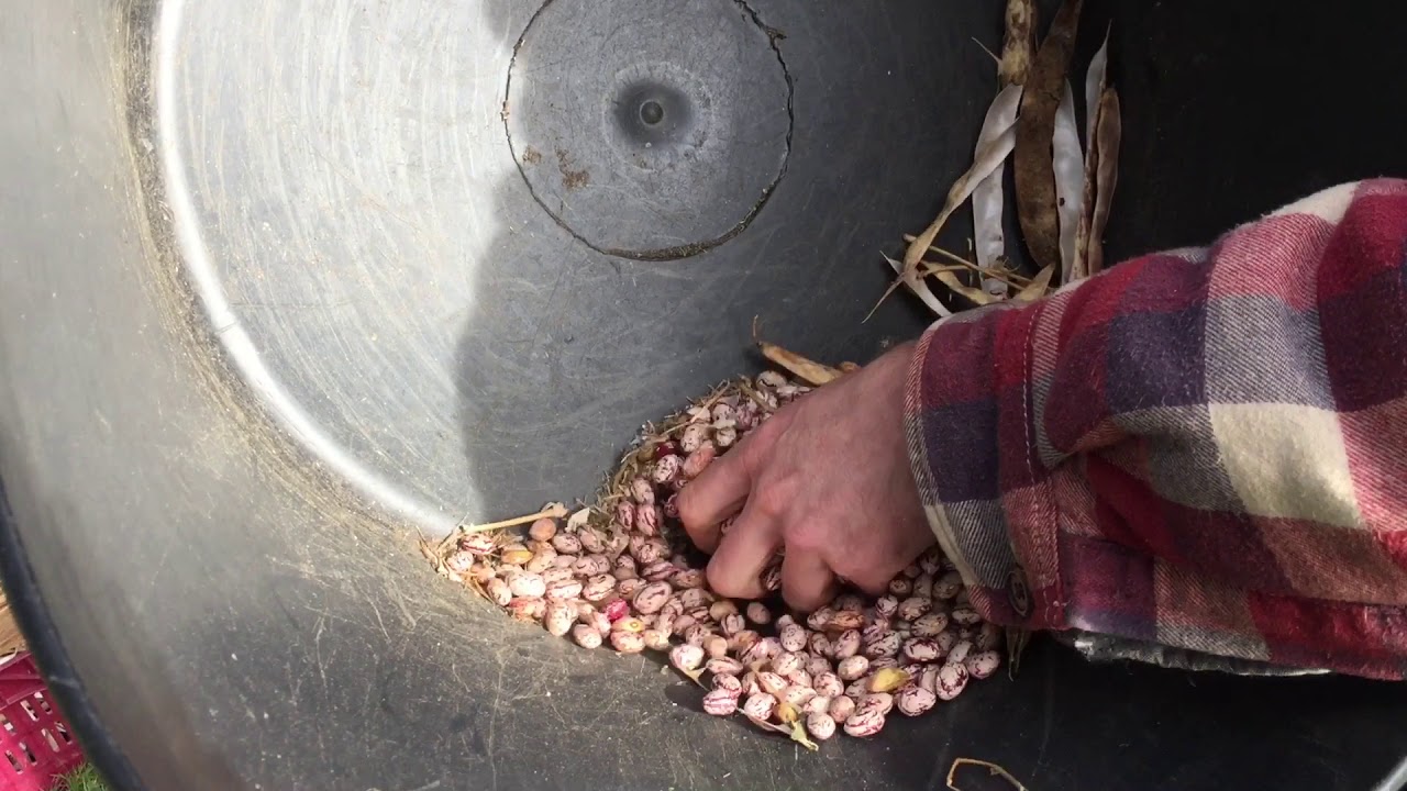 How To Save Bean Seed - YouTube