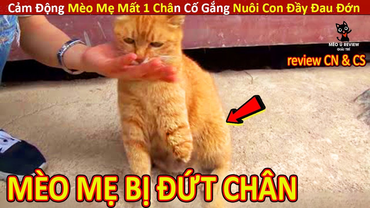 Cảm Động Mèo Mẹ Bị Đ.ỨT 1 CHÂN Vẫn Cố Gắng NUÔI CON ĐẦY ĐAU ĐỚN ...