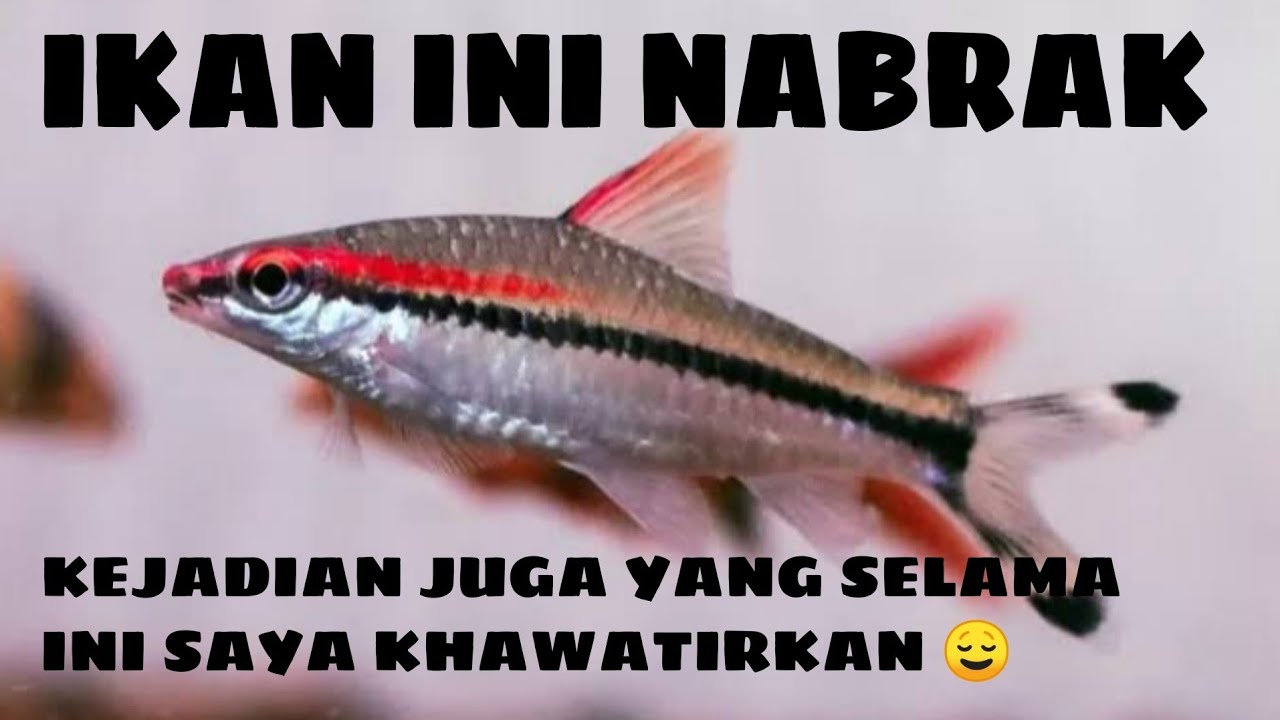 ADA APA DENGAN IKAN PUNTIUS DENISONI KOK JADI BEGINI - YouTube