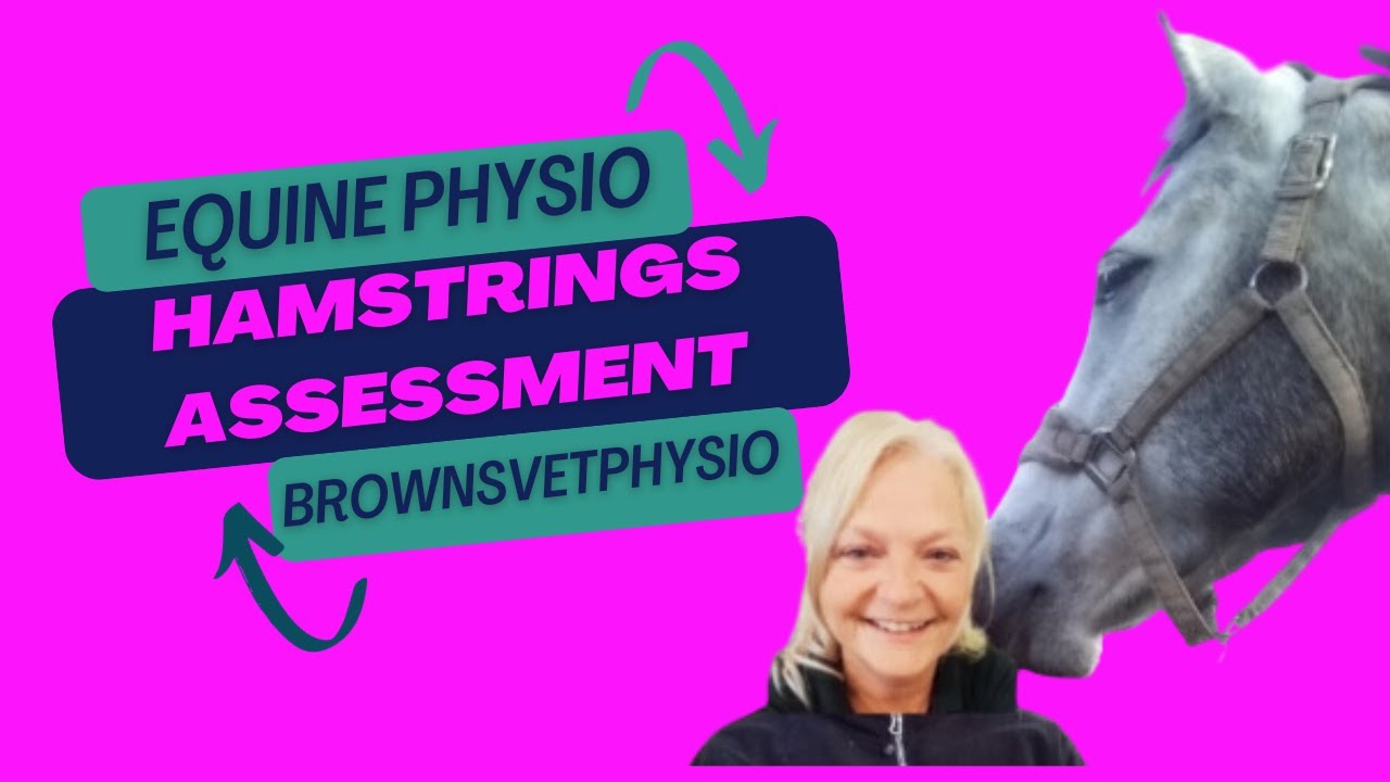 Equine Physiotherapy - Hamstrings Assessment - YouTube