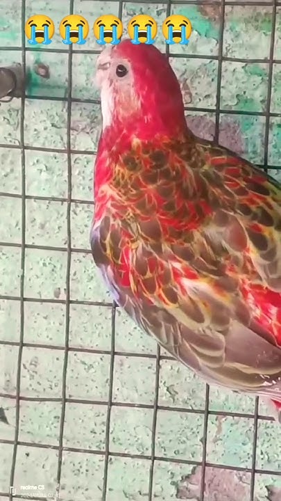 parrot video exotic brid channel india Aligarh 🦜💯🇮🇳 Ram #like #birds - YouTube