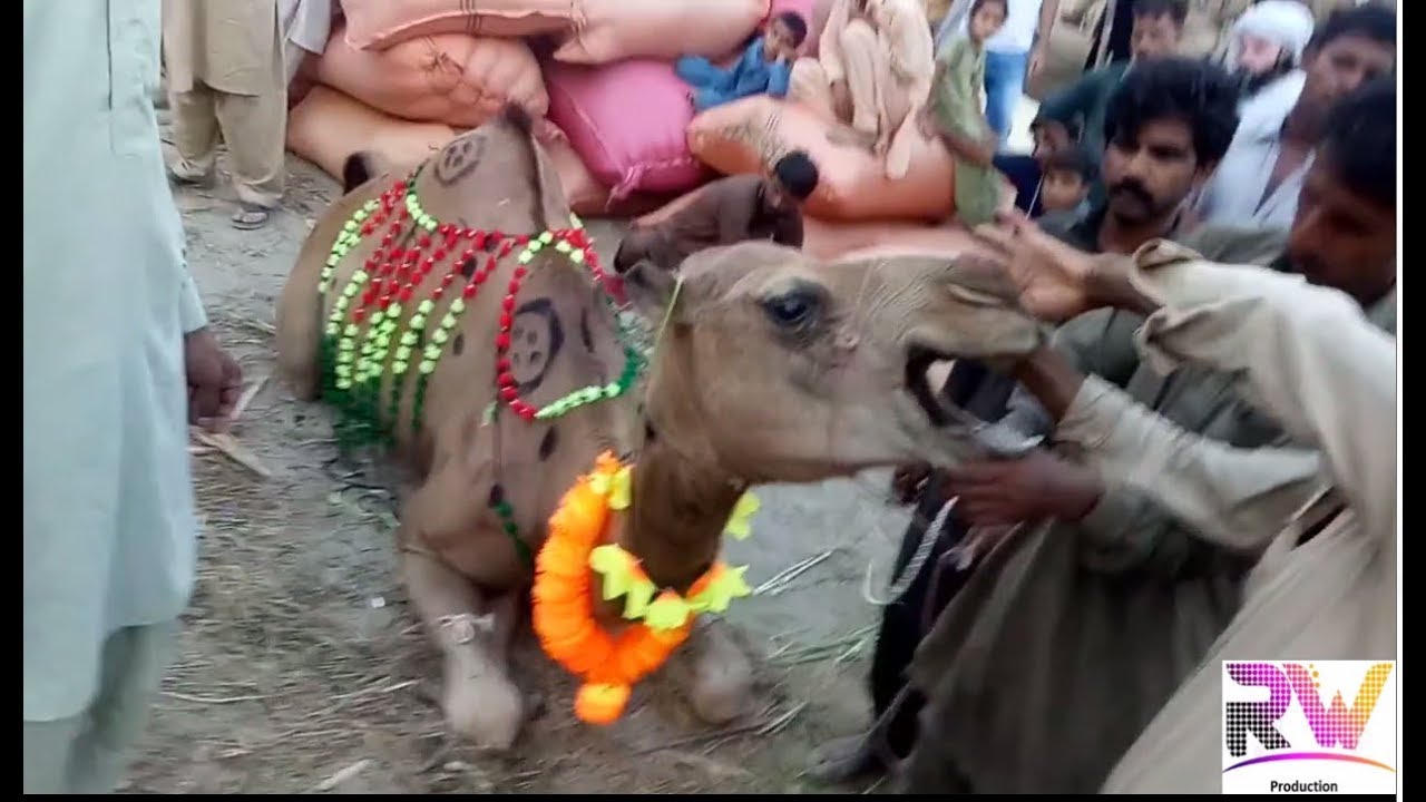 Angry Camel Change The Nose Pin - YouTube