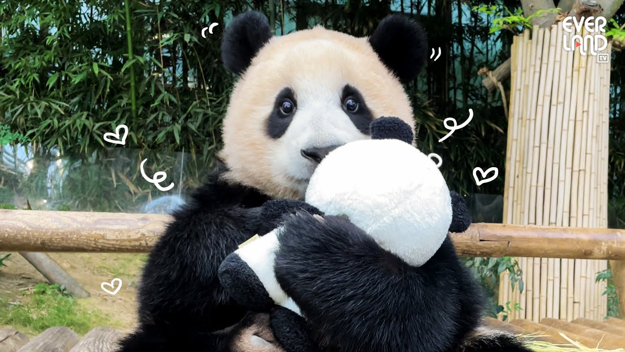 푸바오에게 동생이 생겼다?! | #판다와쏭 #8 - YouTube