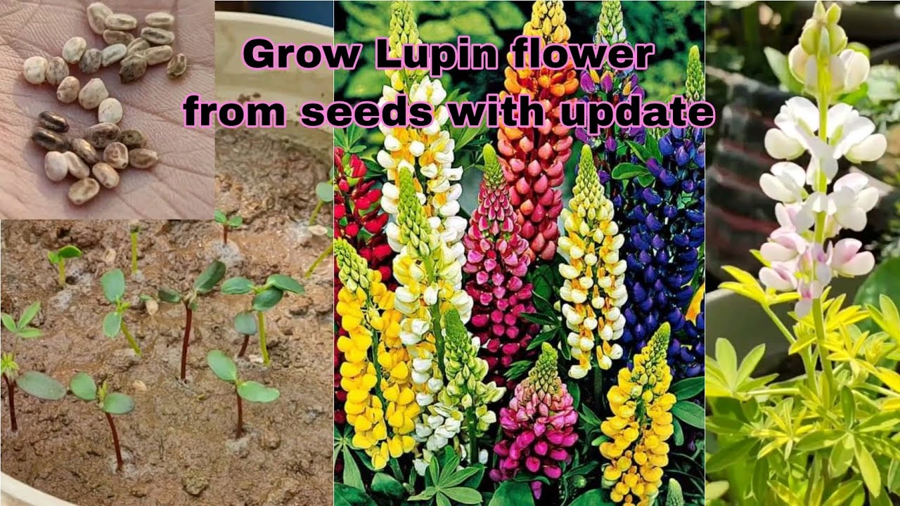 ल्यूपिन फूल का पौधा बीज से कैसे उगाये|How to grow Lupin flower plant ...