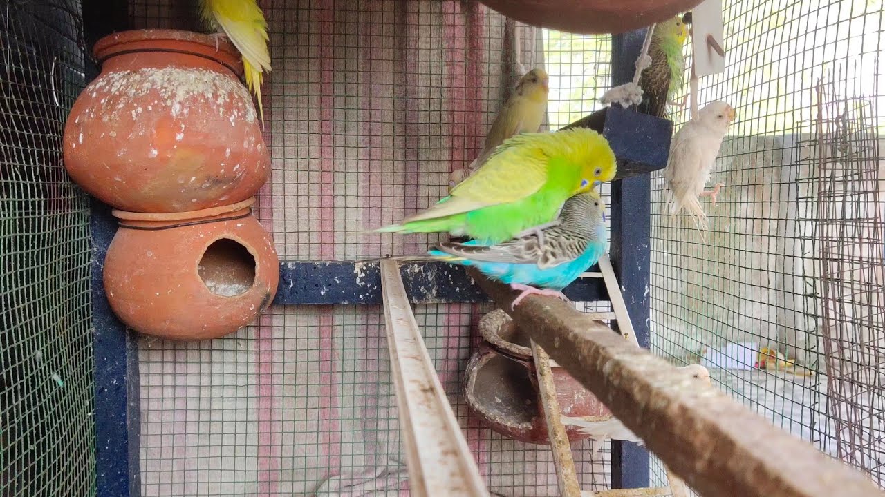 Birds mating budgies | Female budgie mating behavior | Budgies mating behaviour | akshimokshi ...