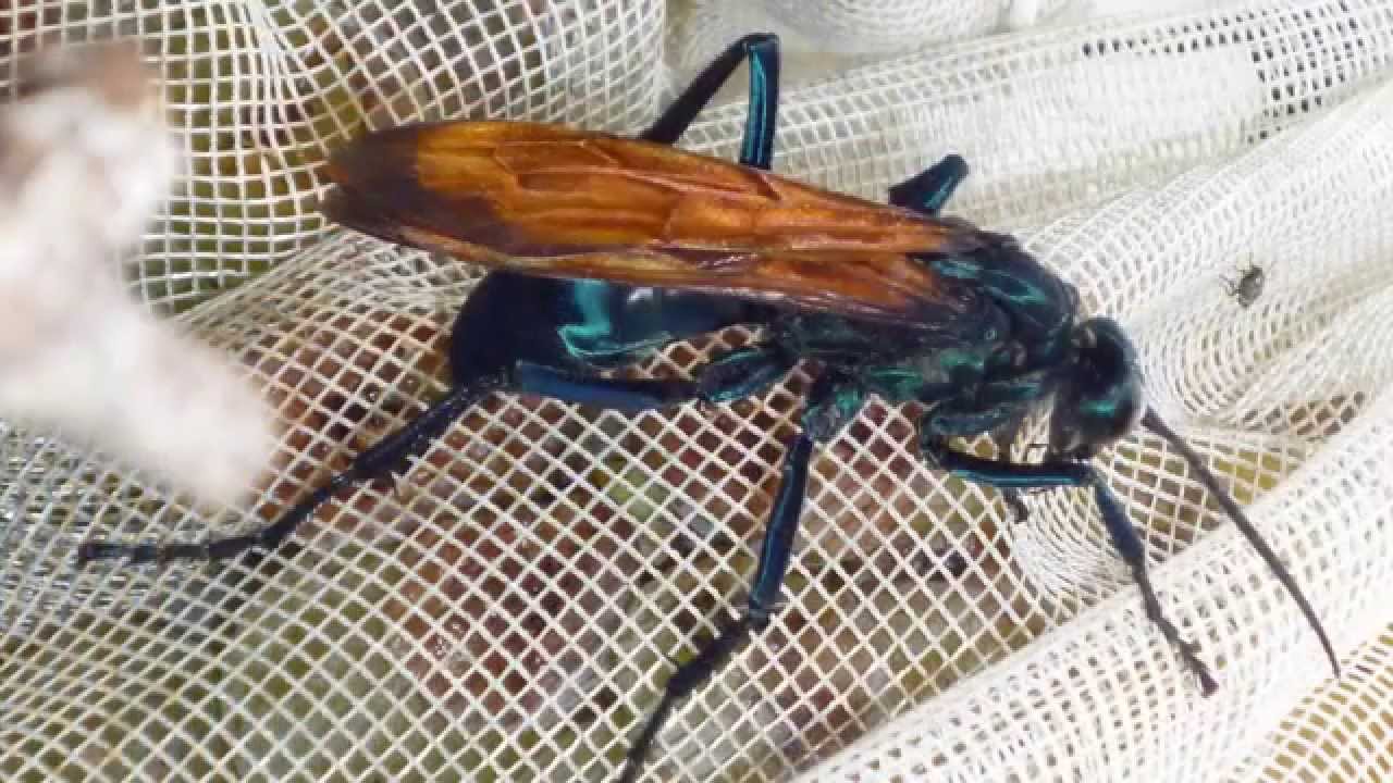 Matacaballos (Pepsis caridei) - YouTube