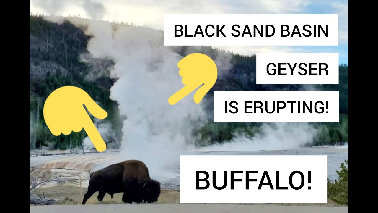 Yellowstone BUFFALO (bison) near Black Sand Basin geyser and hot ...
