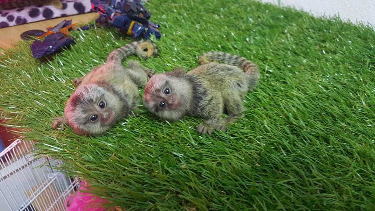 World's cutest Marmoset and Tamarin Monkey - YouTube
