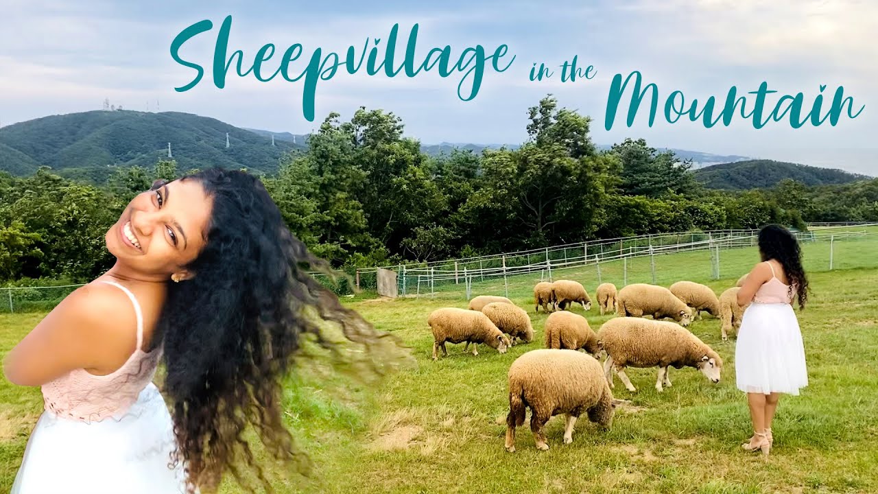 Sheep village in the mountains | A day in the Ulsan sheep ranch, South ...
