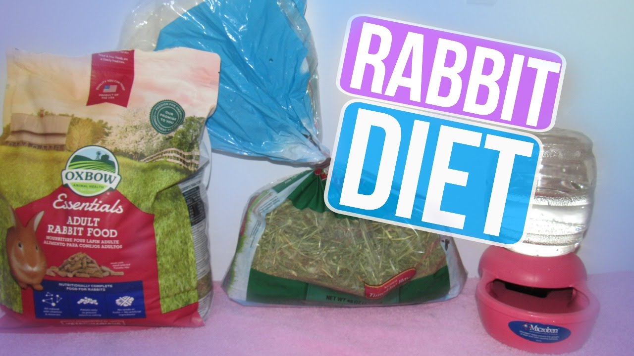 Adult Rabbit Diet | LovableLop - YouTube
