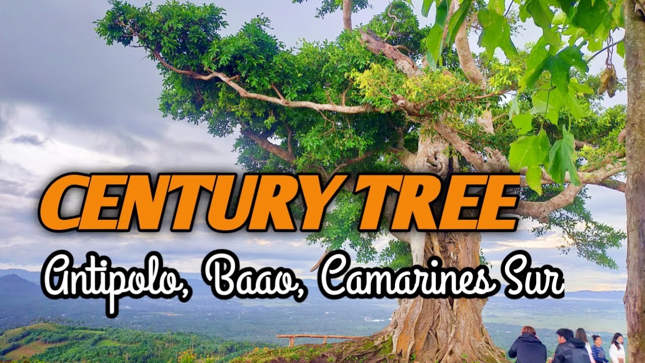 CENTURY TREE | Antipolo, Baao, Camarines Sur - YouTube