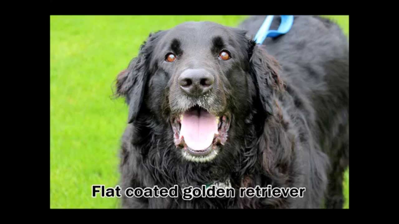Roscoe, Golden Retriever Rescue Resource, GRRR Inc. - YouTube