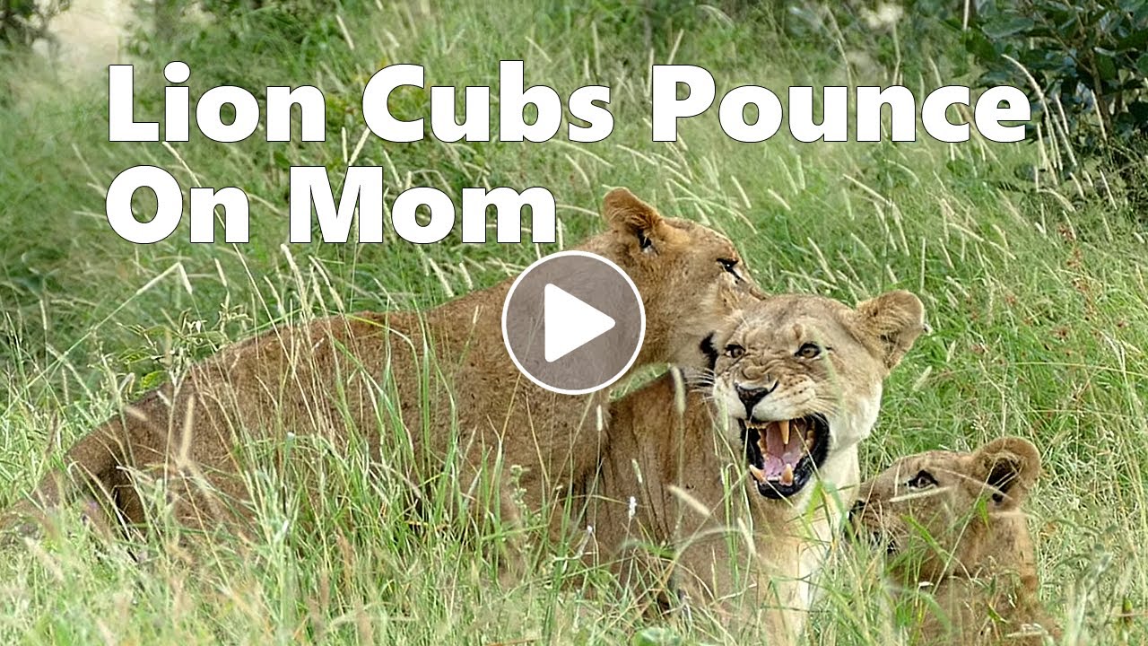 Playful Lion Cubs Pounce on Mom - YouTube