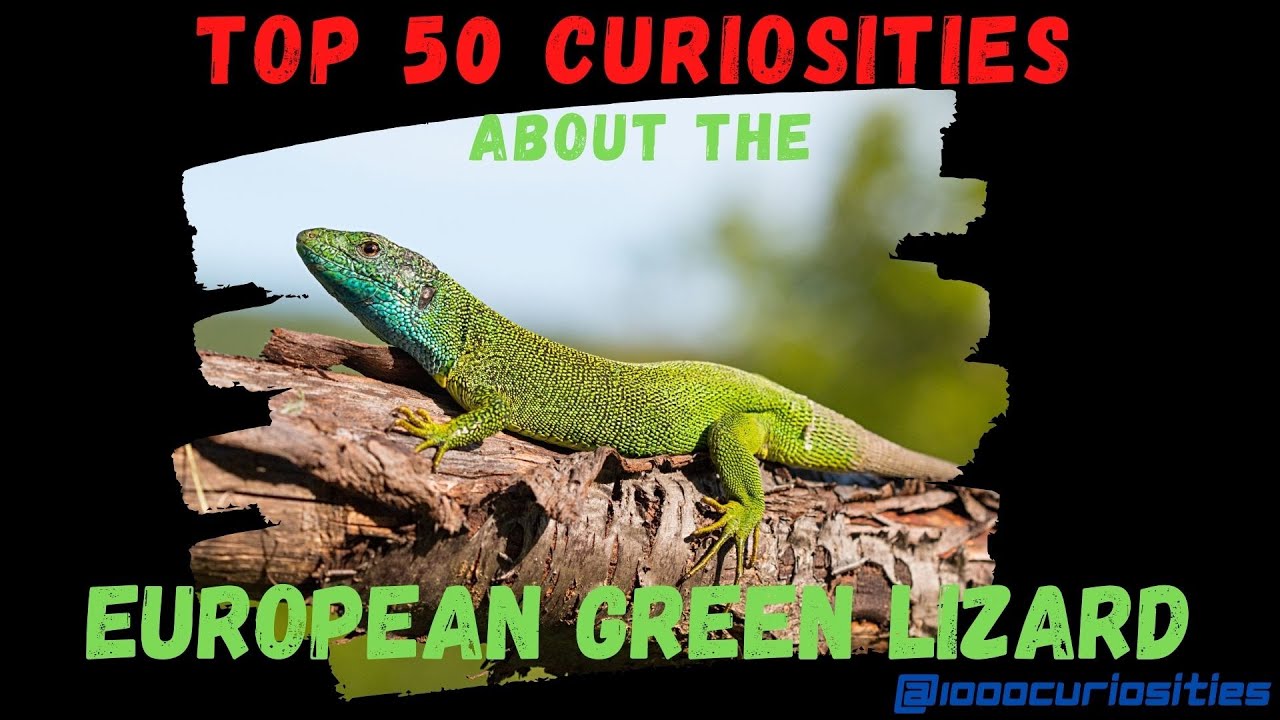 Top 50 Curiosities About the European Green Lizard - YouTube