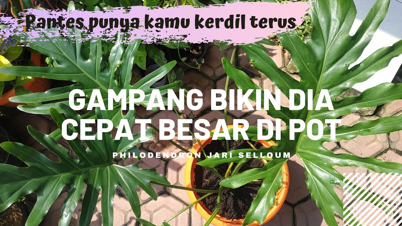 Cara Gampang Merawat Philodendron Jari Selloum Agar Cepat Besar # ...