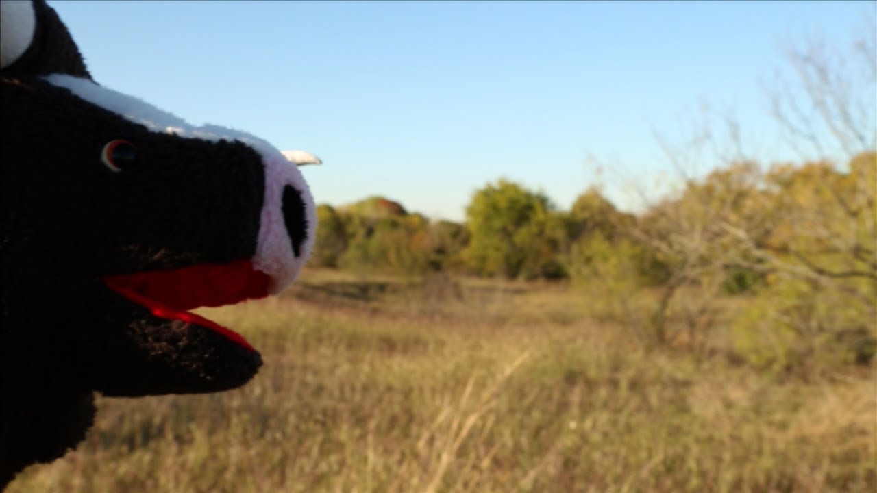 Library Larry's Big Day - Clear Creek Natural Heritage Center - YouTube