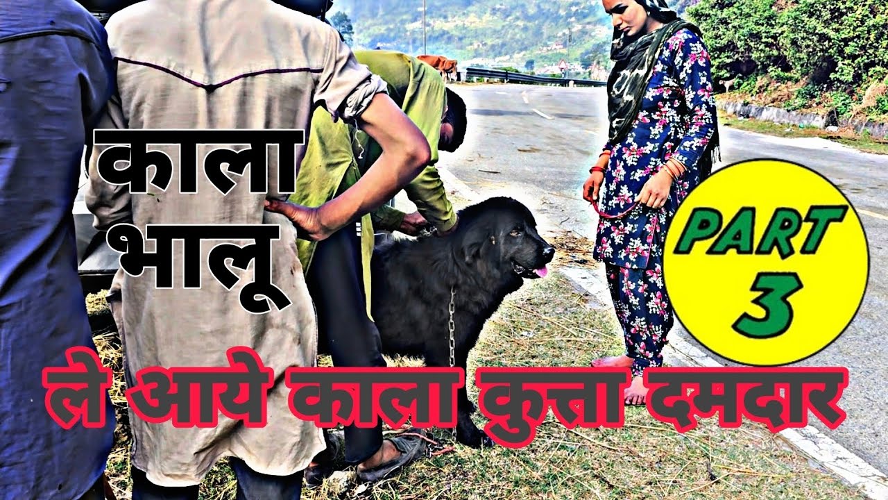 Himalayan sheep dog searching in Uttarakhand valley Black Bhotia Dog ...