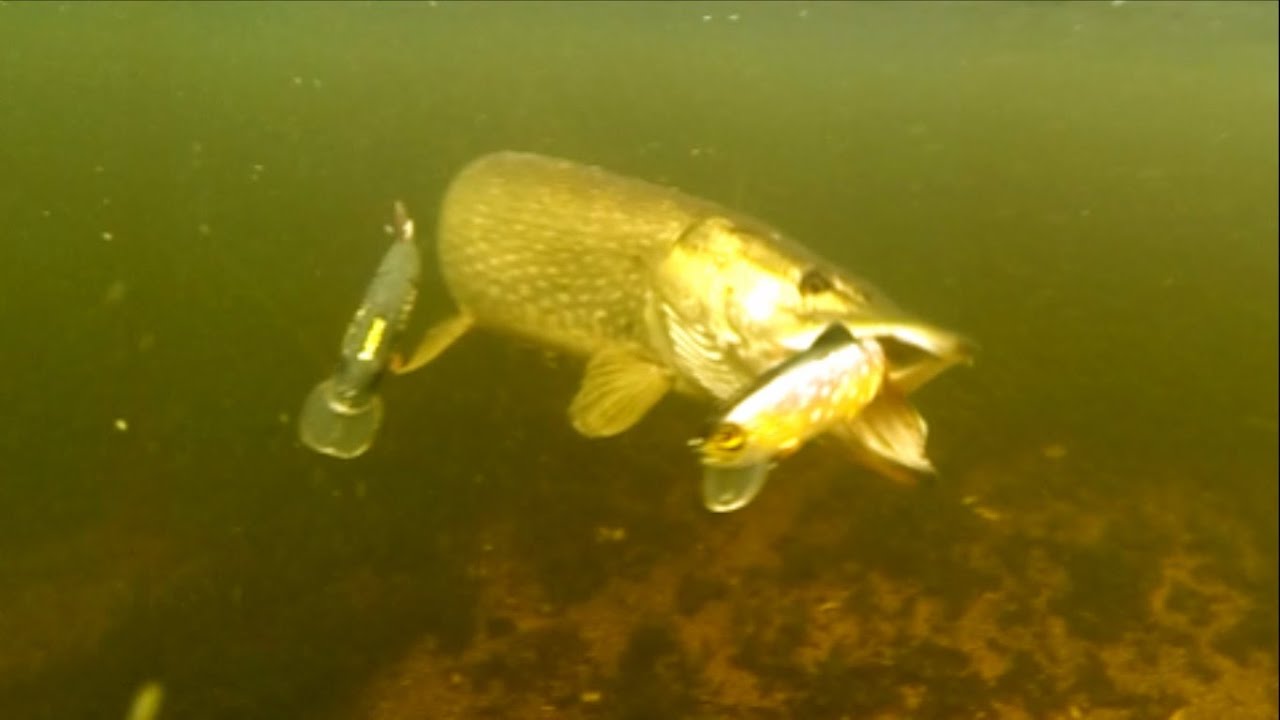 Fishing big pike attack lures underwater: Mike vs Tommy. Рыбалка щука ...
